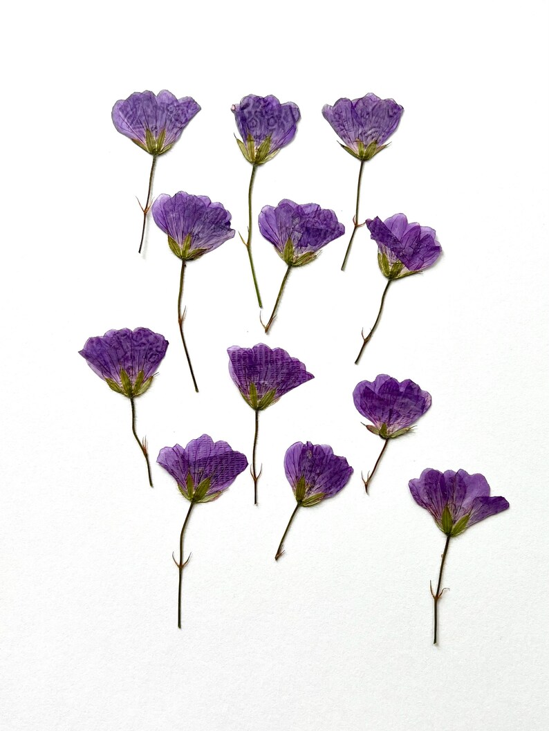 Pressed Edible Geranium Flowers: Purple, 1-inch (2cm) - Etsy
