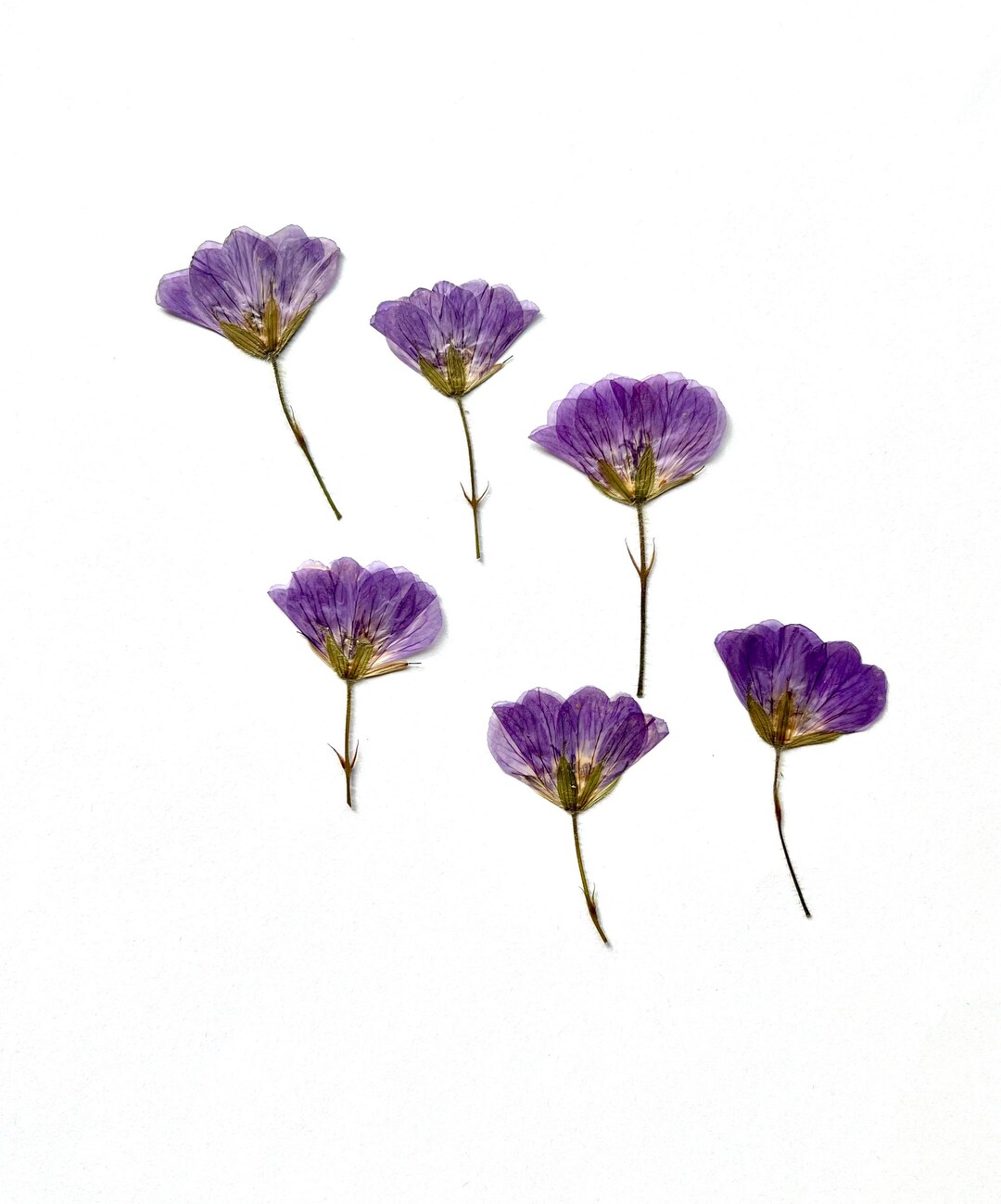 Pressed Edible Geranium Flowers: Purple, 1-inch (2cm) - Etsy