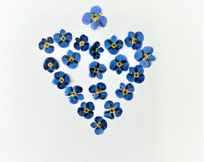 Pressed Mini Blue Flowers, Blue Flowers, Mini Flowers, - Etsy