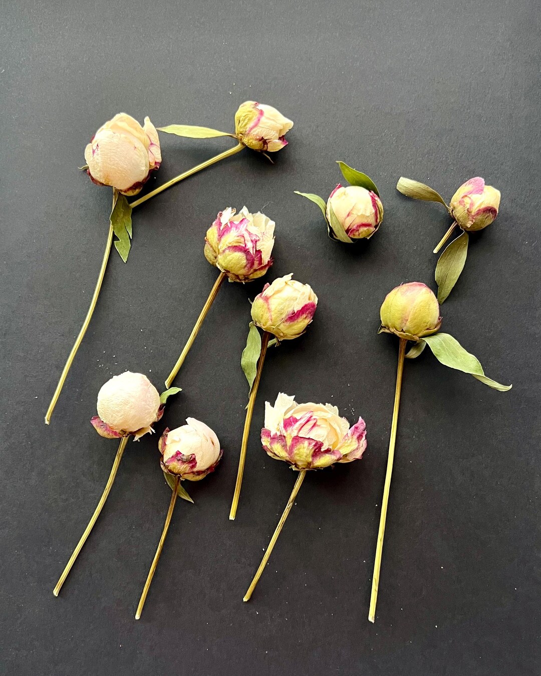 Pressed Red Rose Buds (2in), Peony Bud 1in, - Etsy