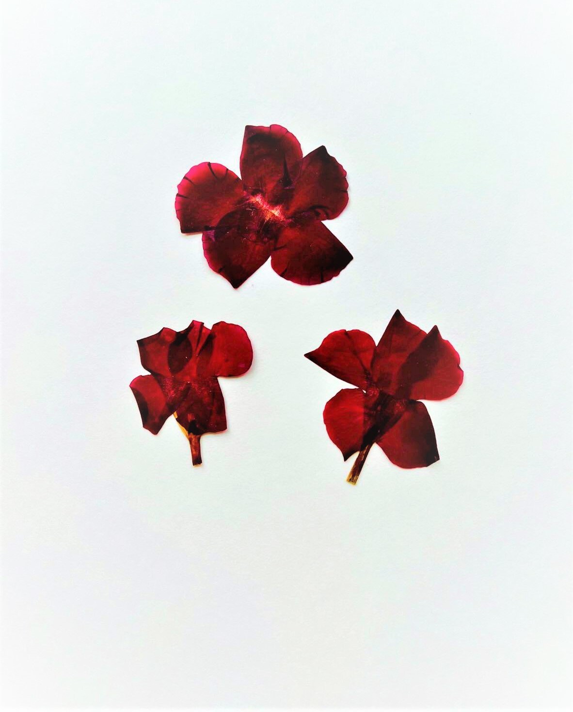 Pressed Red Mandeville Flowers, Pressed Red Flowers, Pressed Flowers ...