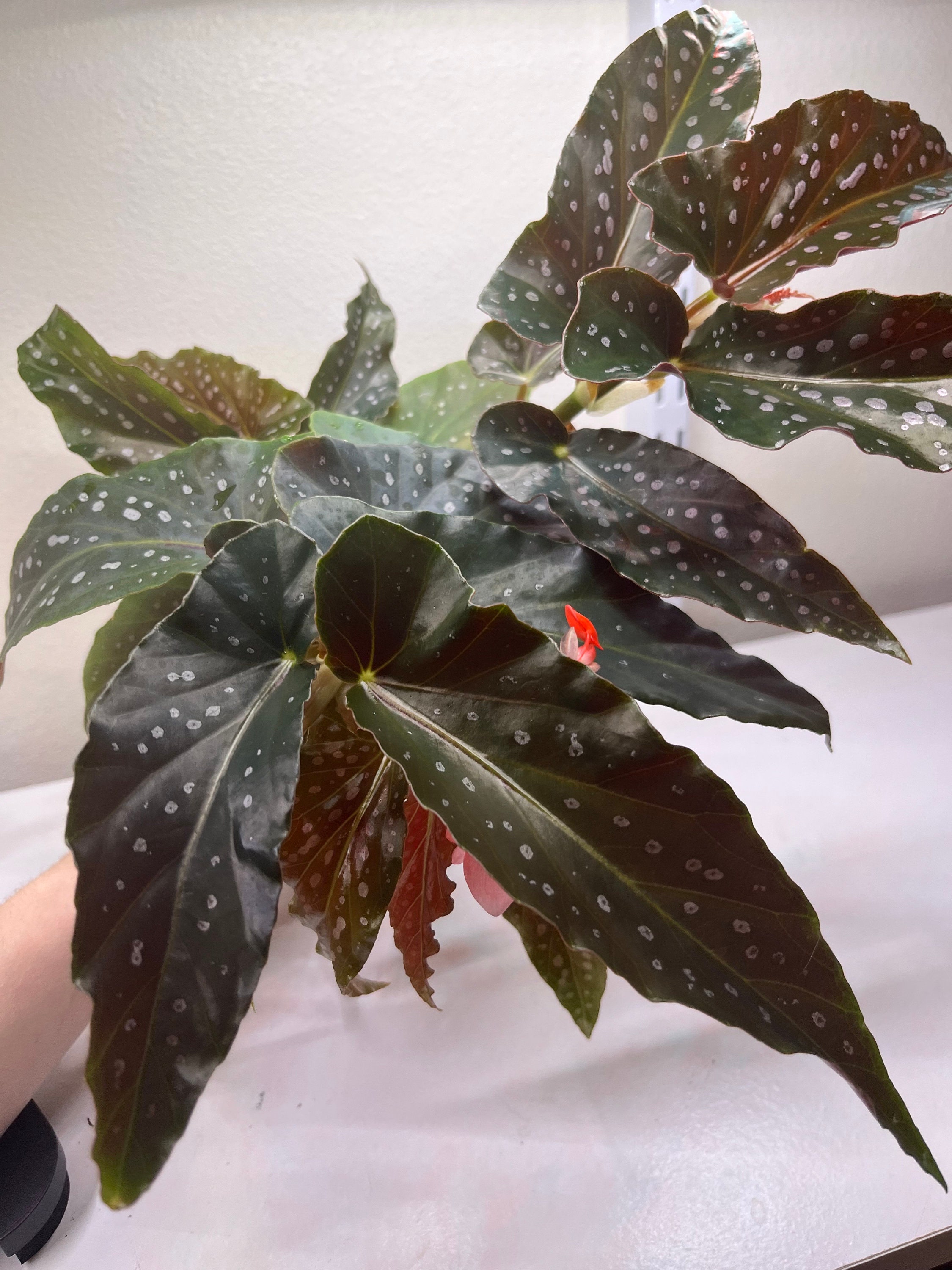 Begonia Torch - Etsy