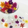 Fresh Edible Flowers Micro Flowers™ Blend 200 Ct - Etsy