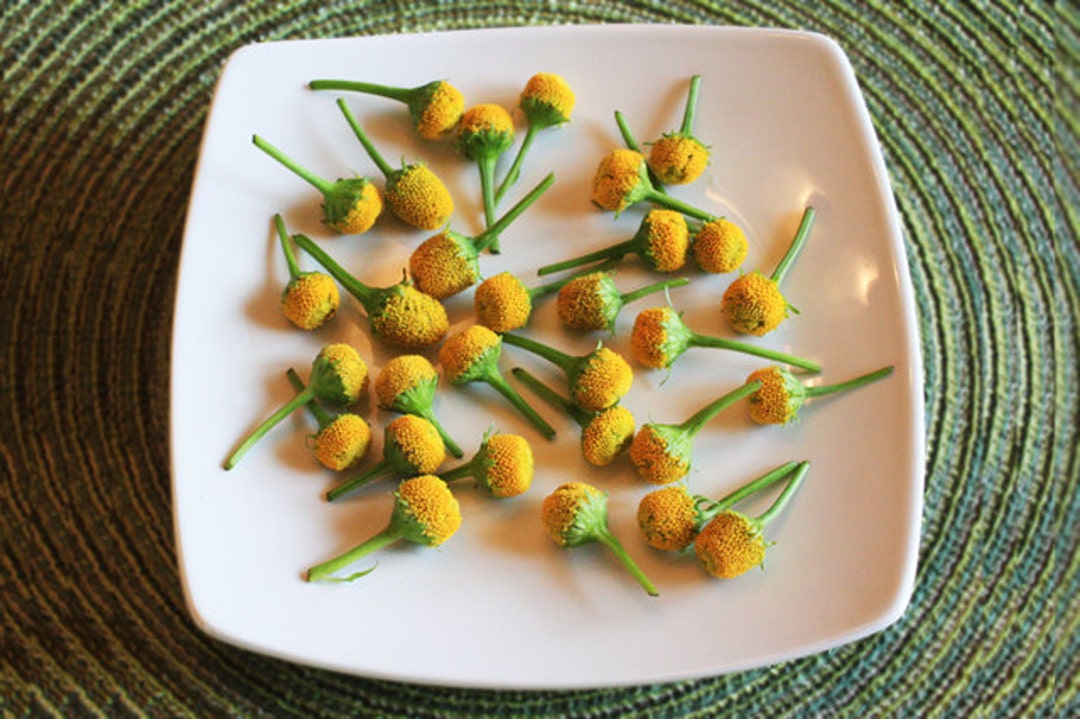 Fresh Edible Flowers Buzz Button™ 50 Ct - Etsy