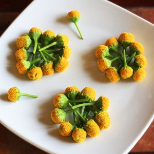 Fresh Edible Flowers Buzz Button™ 50 Ct - Etsy