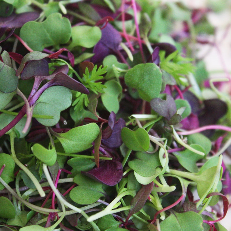 GourmetSwtBotanicals - Etsy