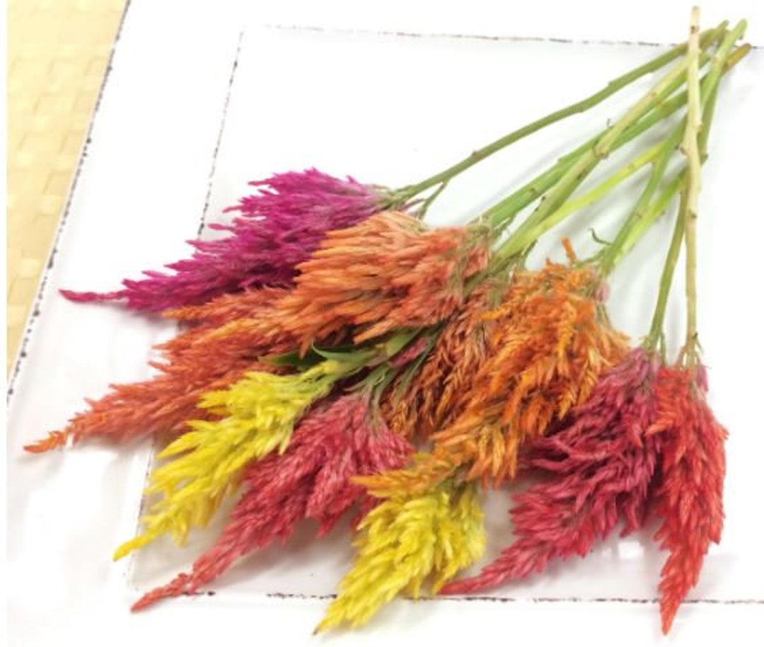 Fresh Edible Flowers Firestix™ Mix 50 Ct - Etsy