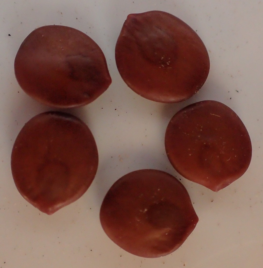 5 Rare Goldenball Leadtree (leucaena Retusa) Seeds!!! - Etsy