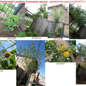 5 Rare Goldenball Leadtree (leucaena Retusa) Seeds!!! - Etsy