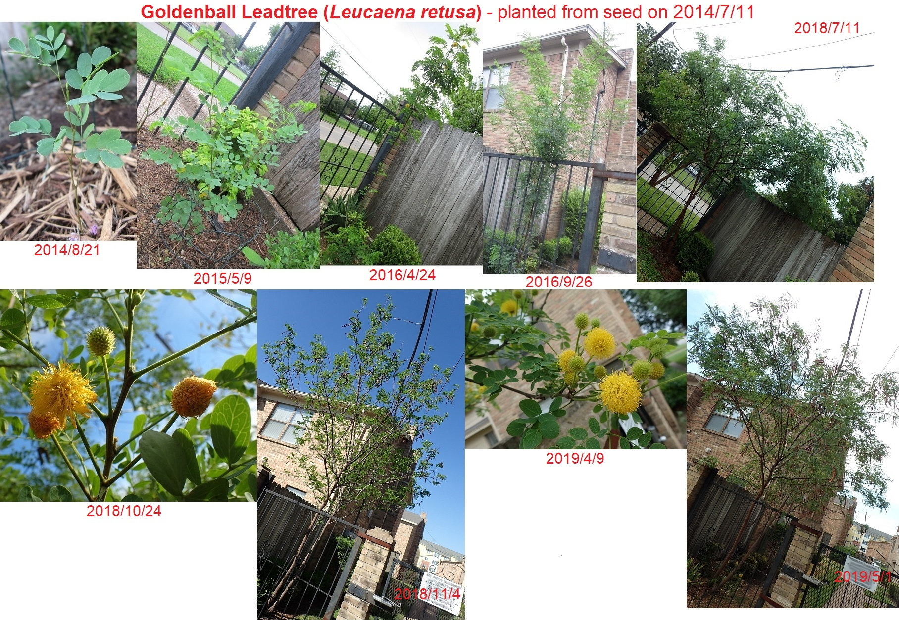 5 Rare Goldenball Leadtree (leucaena Retusa) Seeds!!! - Etsy