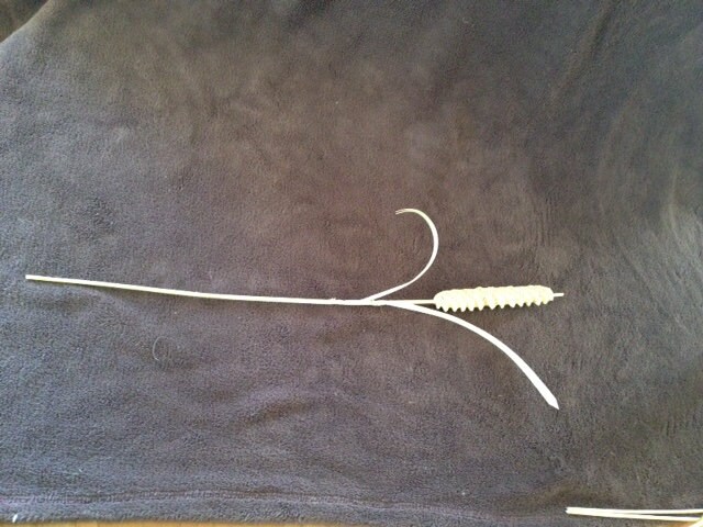 Reed Bull Rush Hand Crafted Prefect for Decoration and Flower Arranging ...