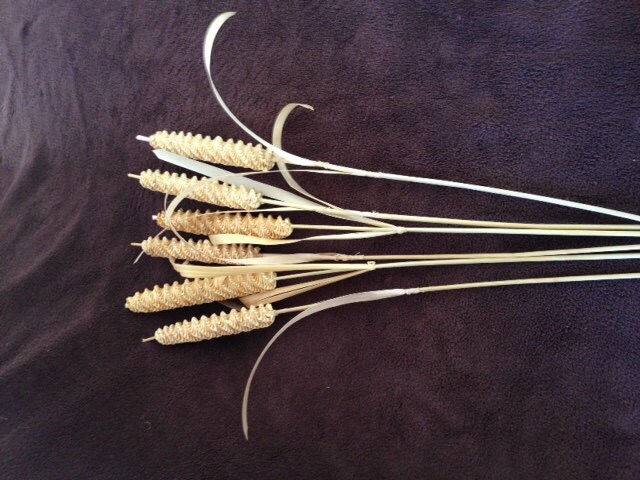 Reed Bull Rush Hand Crafted Prefect for Decoration and Flower Arranging ...