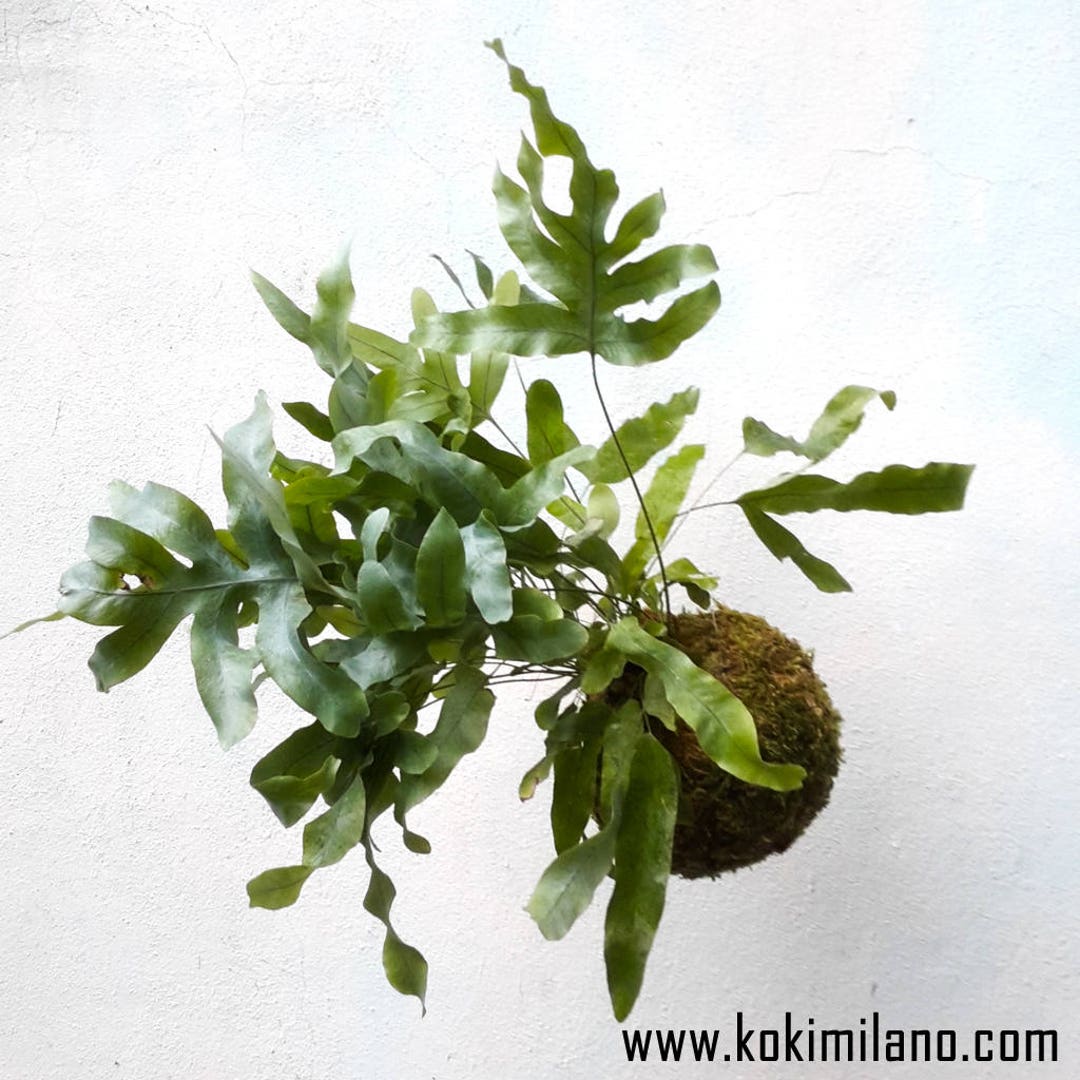 Kokedama Blue Star Fern, Wedding Favor, Eco-friendly Spring Gift ...