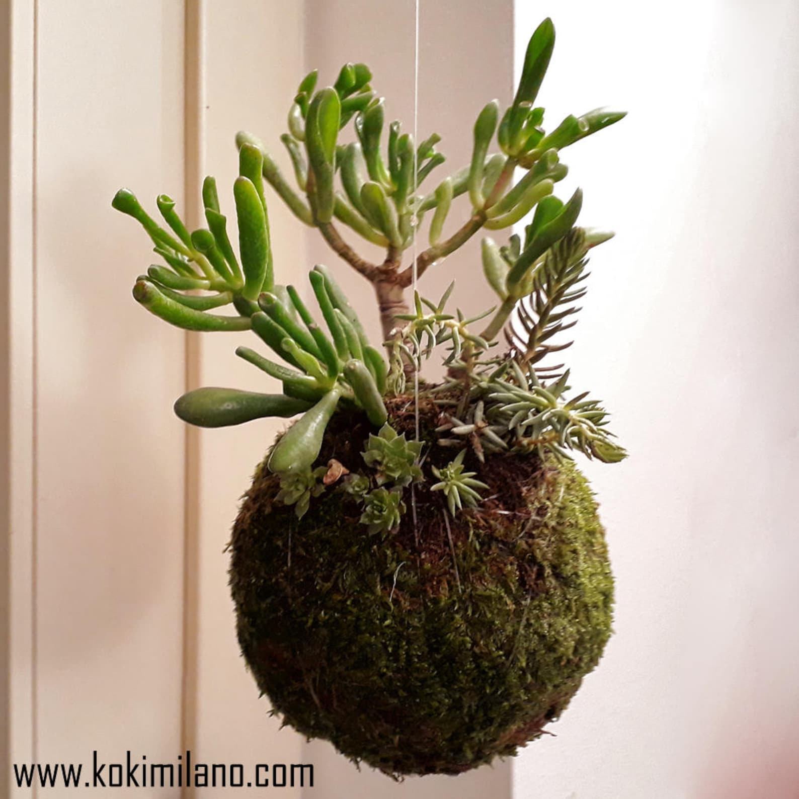 Kokedama Succulenti e Mix di Piante, Bomboniera, Regalo Primavera Eco ...