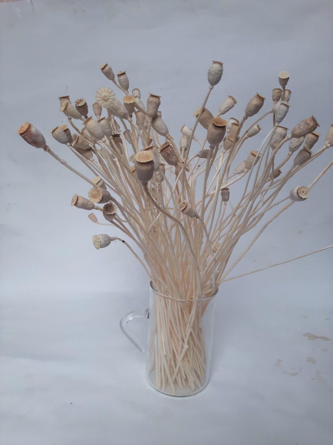Natural Dried Bleached Flowers, DIY Floral Designs, Dried Fruit Pods ...