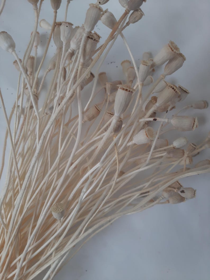 Natural Dried Bleached Flowers, DIY Floral Designs, Dried Fruit Pods ...