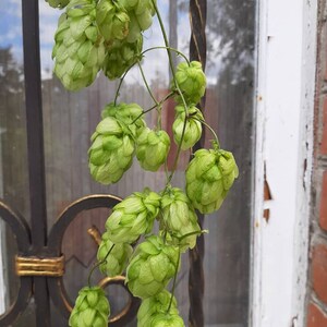 Hops for Decoration, Large Hops Cones, Dry Hops, Wedding Autumn Decor ...