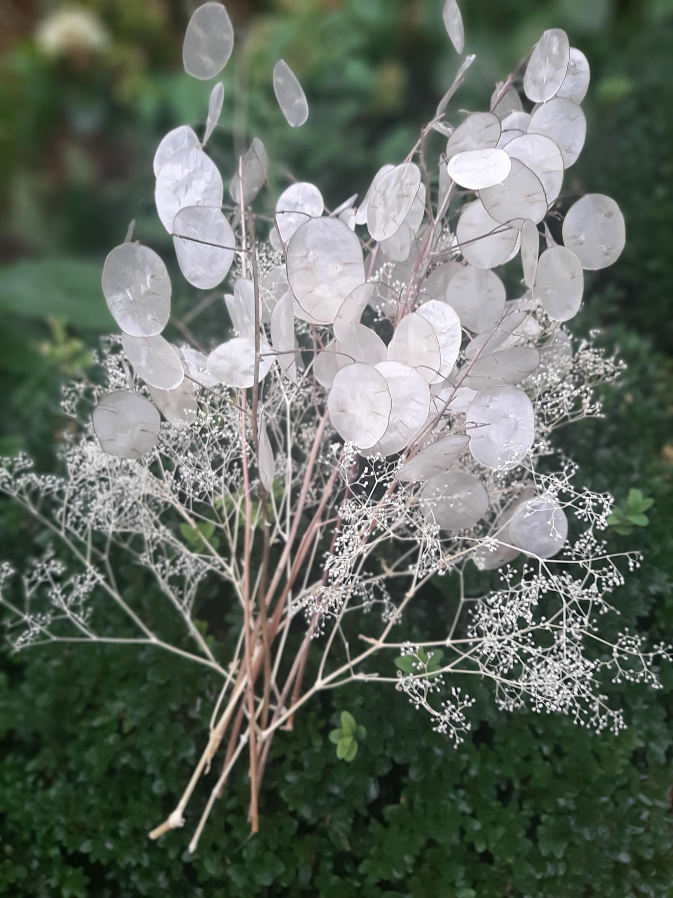 Silver Dollar Plant Dried