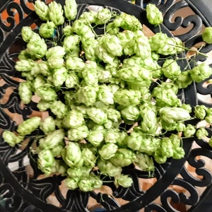 Hops for Decoration, Large Hops Cones, Dry Hops, Wedding Autumn Decor ...