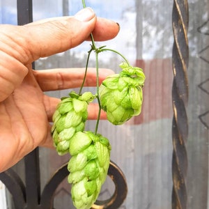 Hops for Decoration, Large Hops Cones, Dry Hops, Wedding Autumn Decor ...