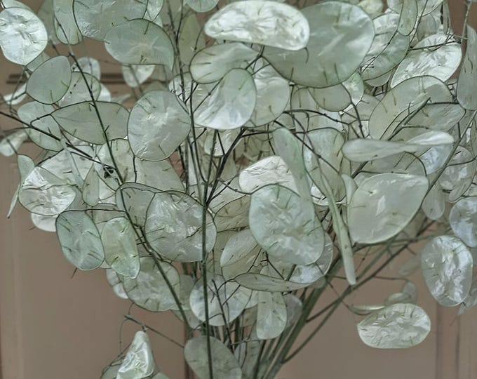 Natural Lunaria, Dried Silver Dollar Plant Silver Leaves, Dried Lunaria ...