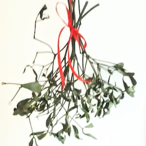 Mistletoe Dried Bunch, Great for Kissing Under. Christmas Decor,kisses ...
