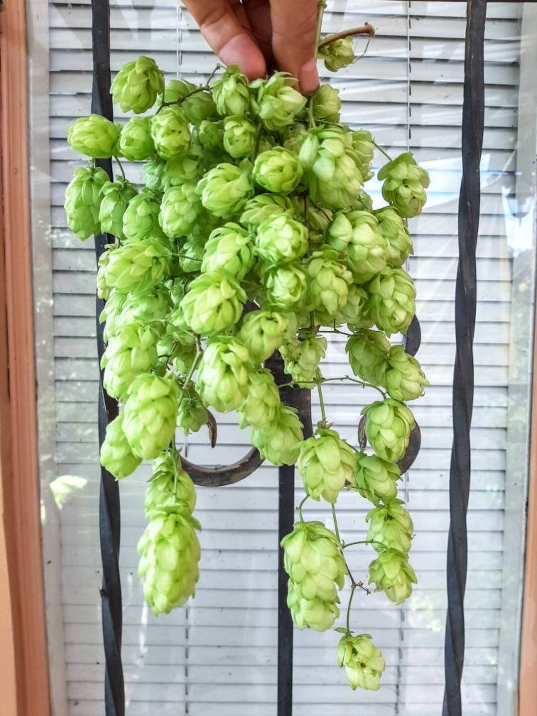 Hops for Decoration, Large Hops Cones, Dry Hops, Wedding Autumn Decor ...