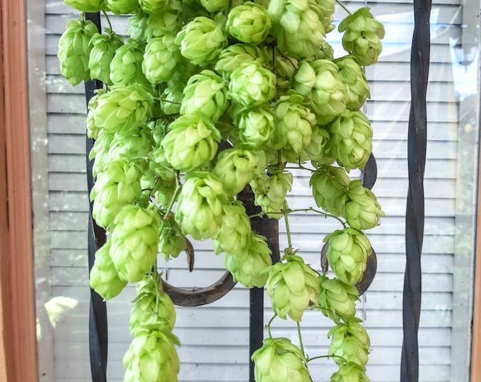 Hops for Decoration, Large Hops Cones, Dry Hops, Wedding Autumn Decor ...