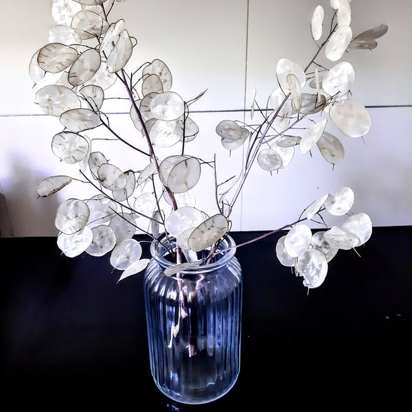 Dried Lunaria - Etsy