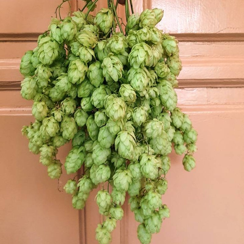 Hops - Etsy