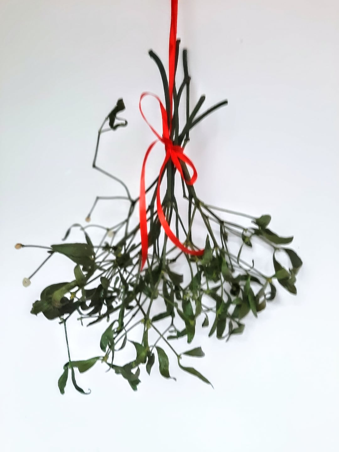 Mistletoe Dried Bunch, Great for Kissing Under. Christmas Decor,kisses ...