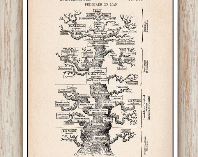 Evolutionary Biology Tree of Life Poster - Nature Lover Gift Idea ...
