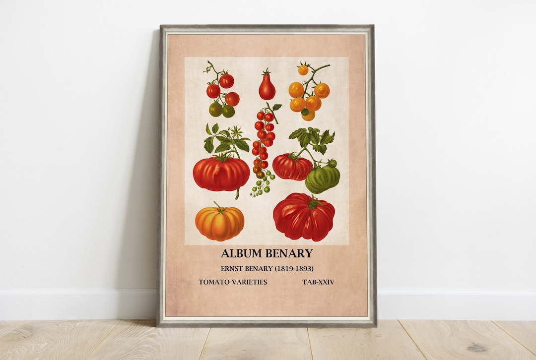 Tomato Album Benary 1876 Vegetables Varieties Vintage Botanical Kitchen ...