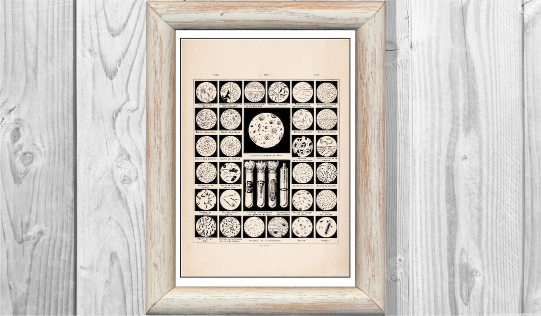 Microbes Poster Microbiology Bacteria History Old Medicine Poster ...