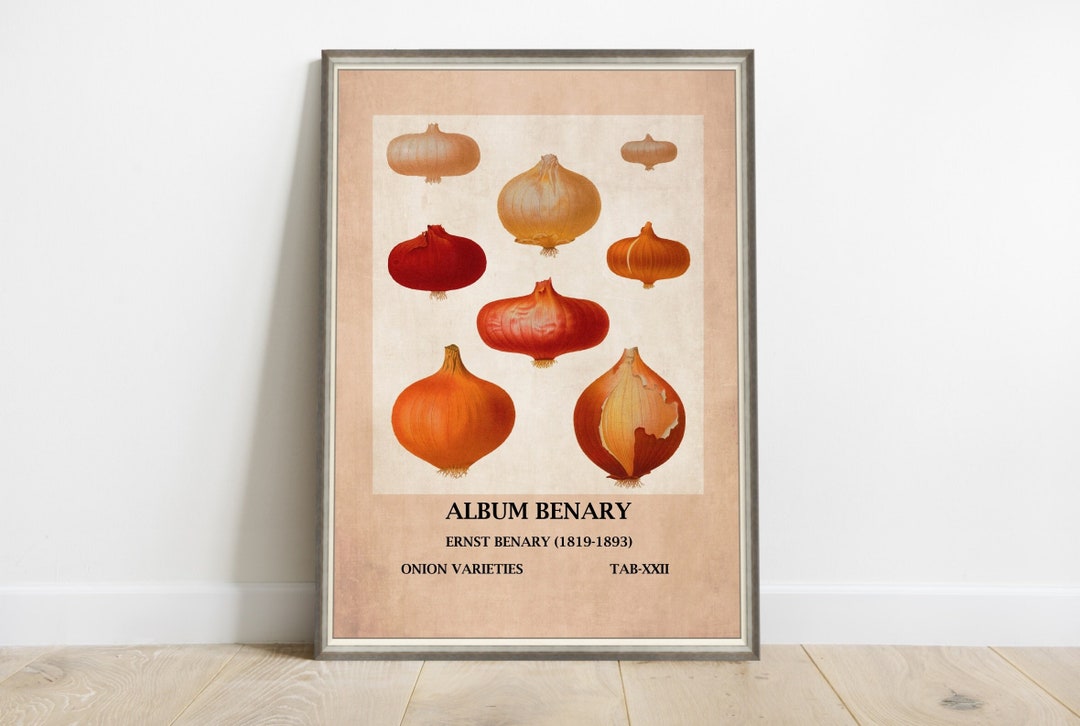 Onion Album Benary 1876 Vegetables Varieties Vintage Botanical Kitchen ...