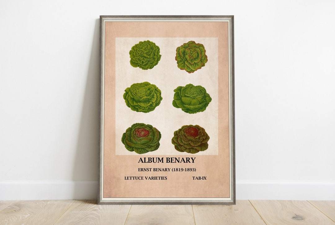 Lettuce Album Benary 1876 Kitchen Printable Vegetables Varieties ...