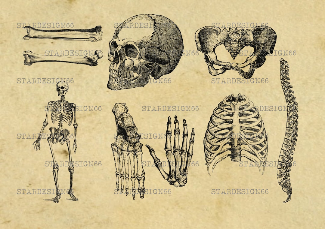 Digitale SVG PNG JPG Ossa Umane, Anatomia, Medicina, Corpo, Teschio ...