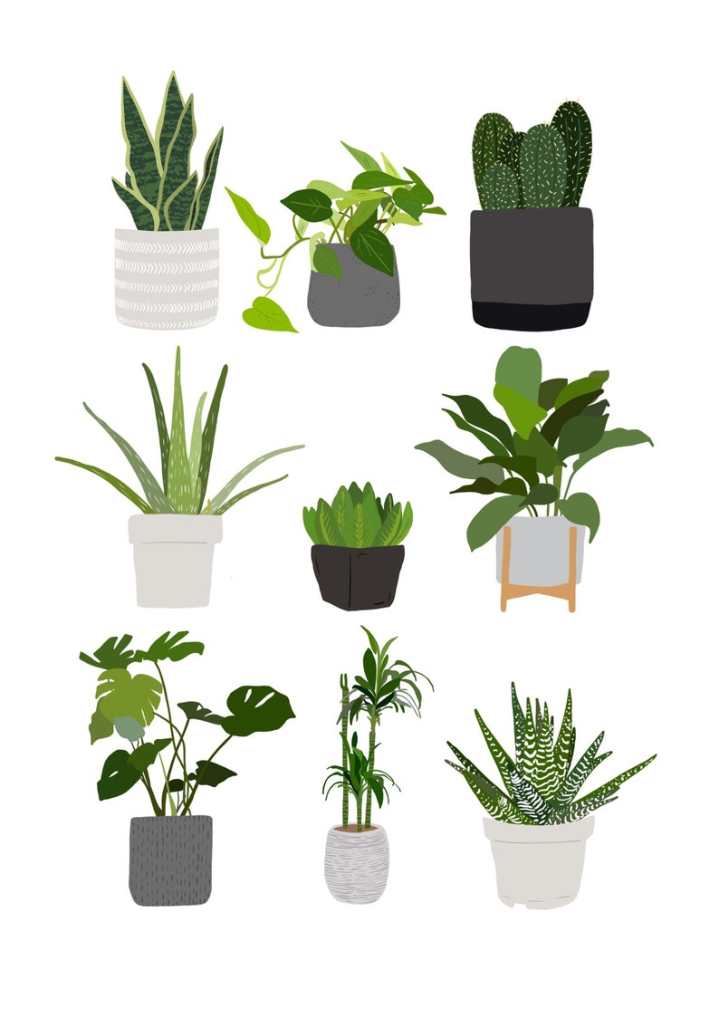 House Plant Print Download House Plants Botanical Print - Etsy