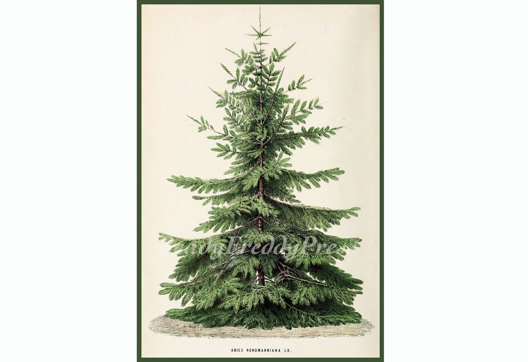 Christmas/ Holiday/ Winter/ Evergreen/ Christmas Tree Vintage Image ...