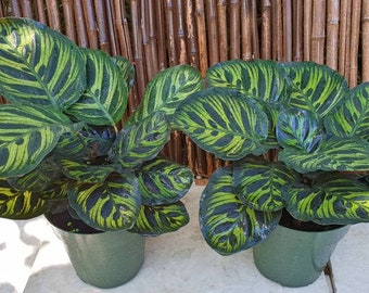 Calathea | Etsy
