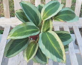 Calathea | Etsy
