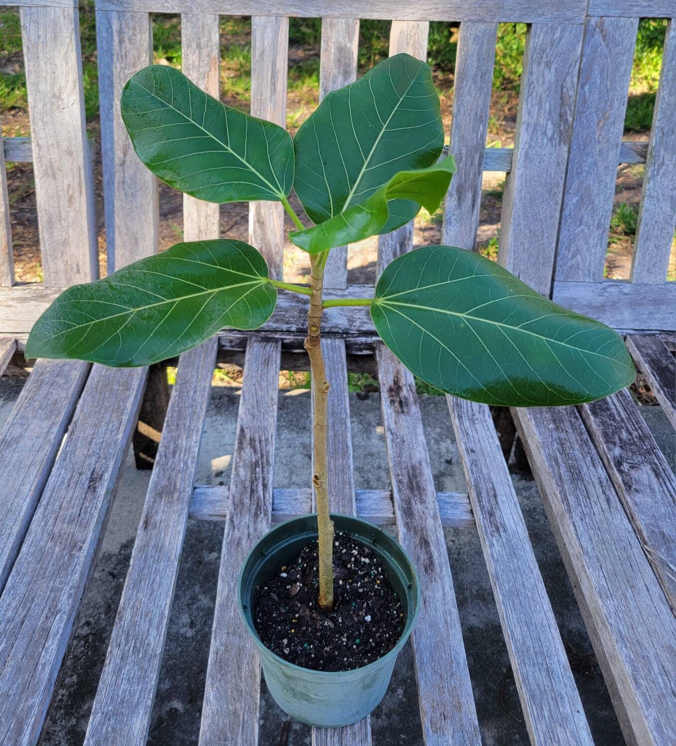 Ficus Benghalensis 'audrey' Bengal Fig in a 6 - Etsy