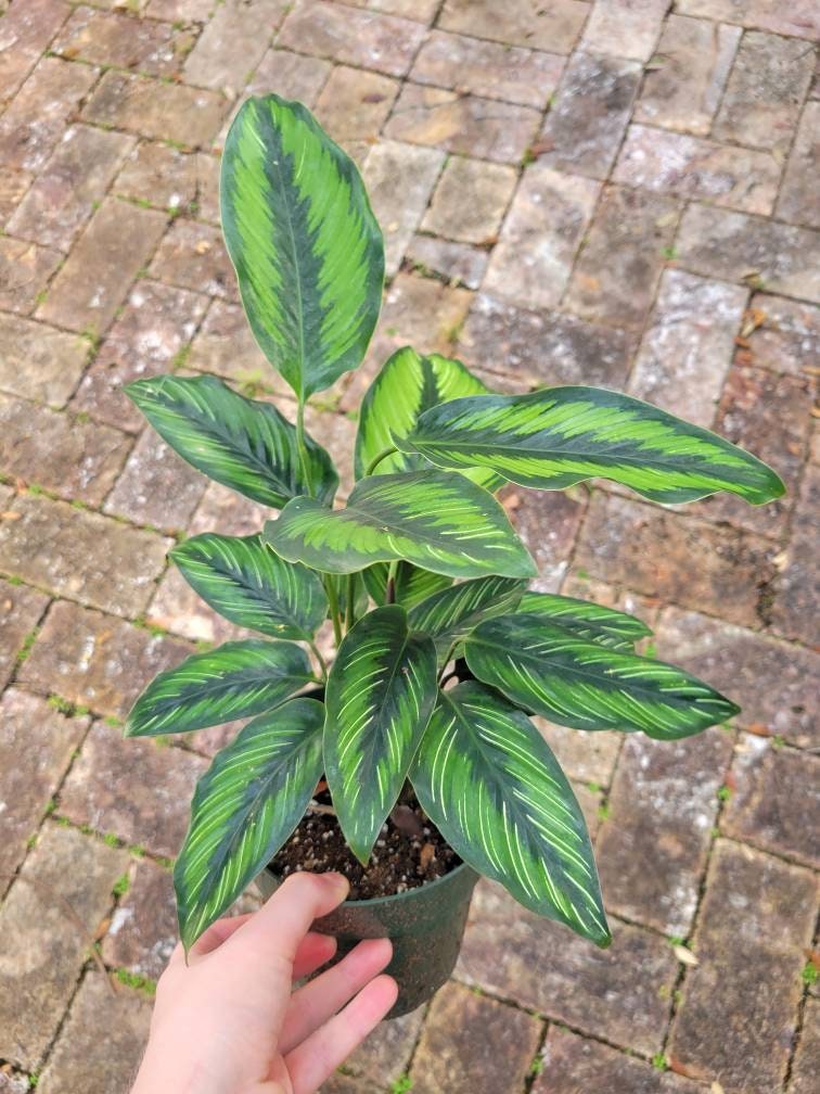 Plants House Plants Home & Hobby Calathea Beauty Star 4 etna.com.pe