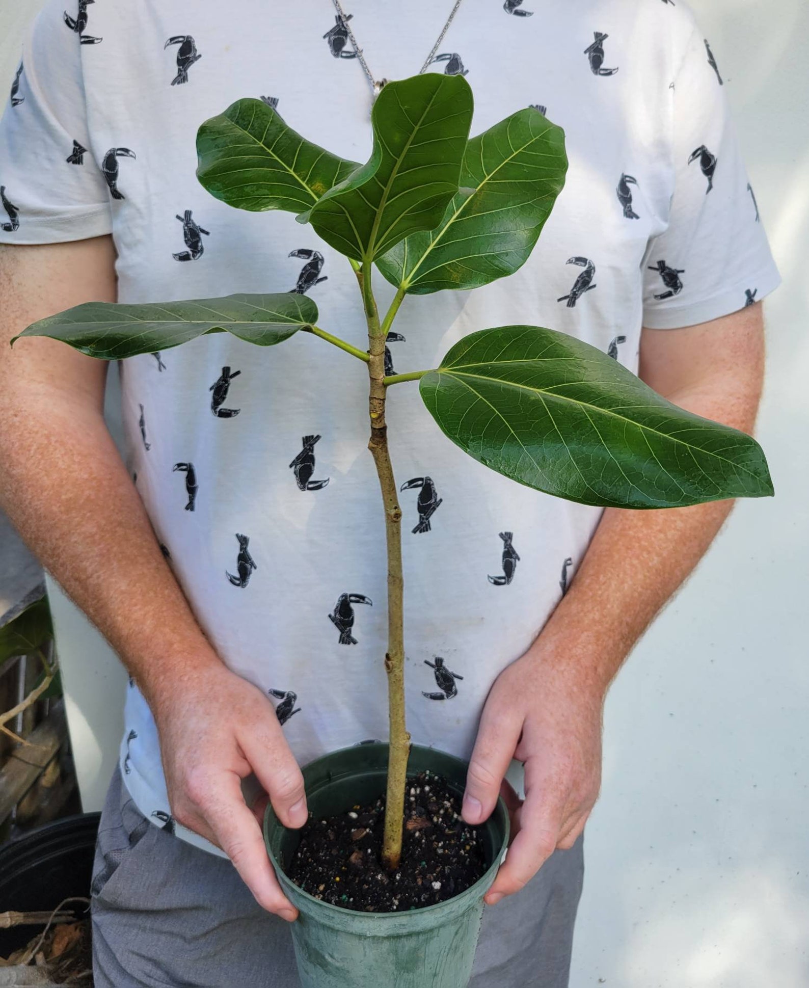 Ficus Benghalensis 'audrey' Bengal Fig in a 6 - Etsy