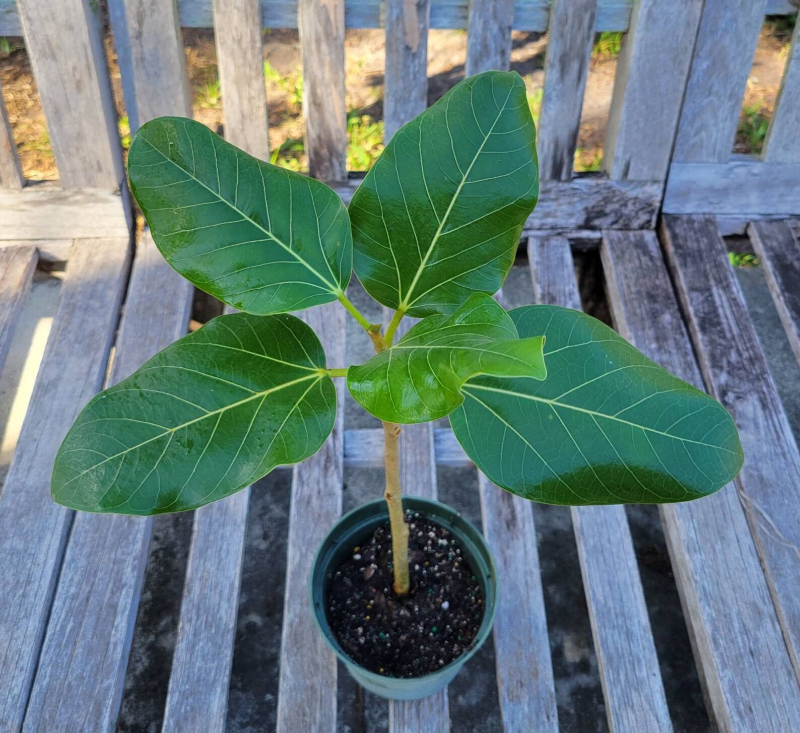 Ficus Benghalensis 'audrey' Bengal Fig in a 6 - Etsy