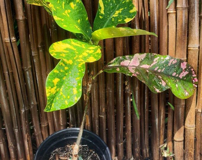 Croton 'magnificent' Codiaeum Variegatum House/patio/garden/indoor ...