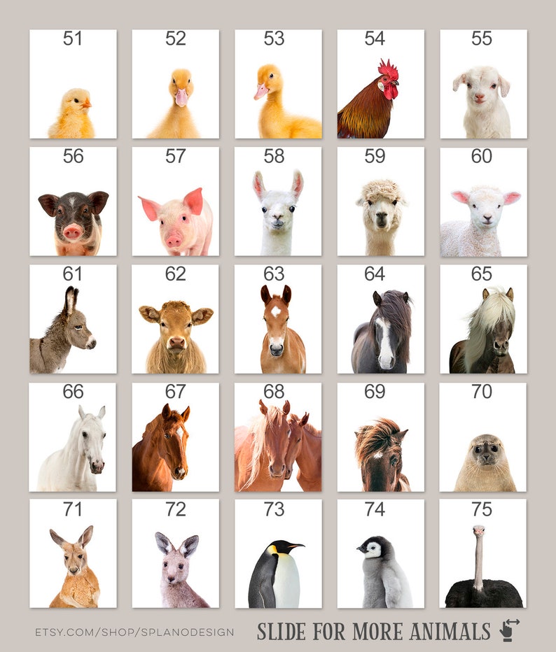 Baby Farm Animal Photos Farm Animals for Baby Room Farm | Etsy