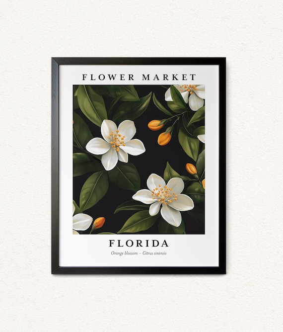 Florida State Flower Drawing