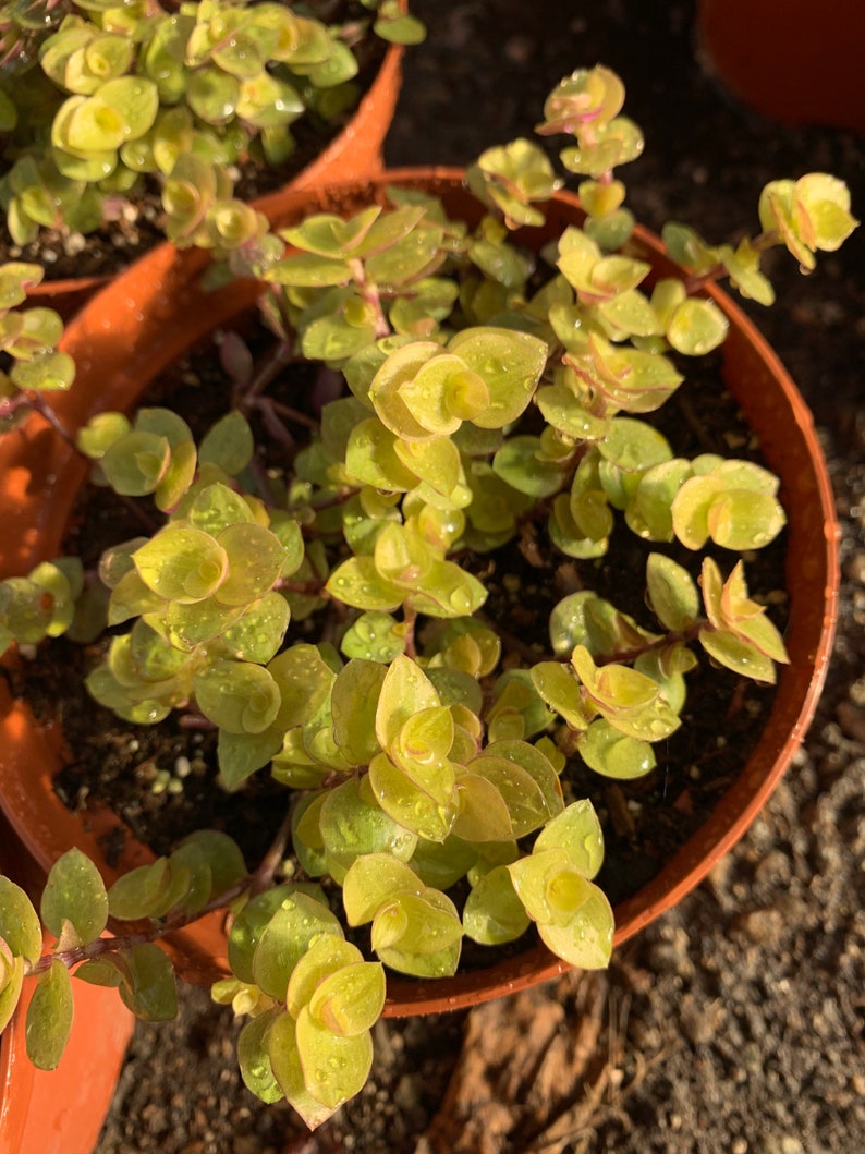 Callisia Repens ‘gold’ (tradescantia) - “golden Bolivian Jew” (NEW) - 6 ...
