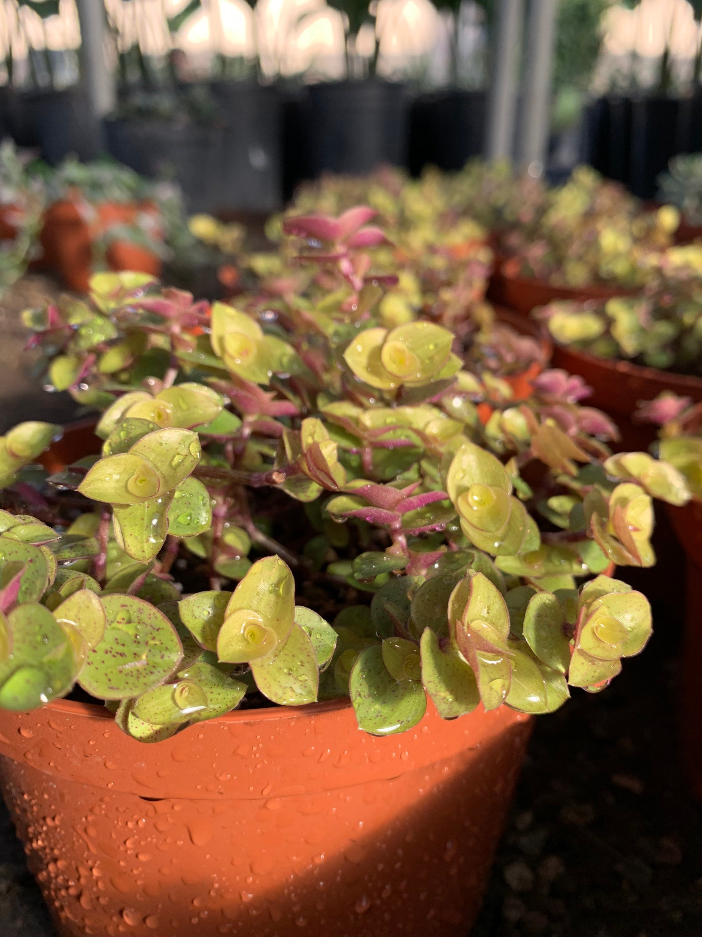 Callisia Repens gold tradescantia golden Bolivian Jew | Etsy